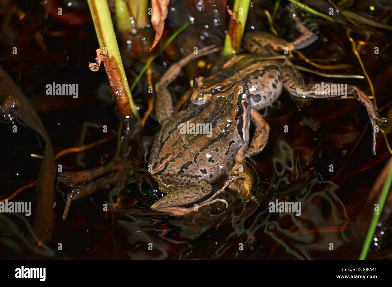 Male combat in two striped marsh frogs (Limnodynastes peronii), St Ives ...