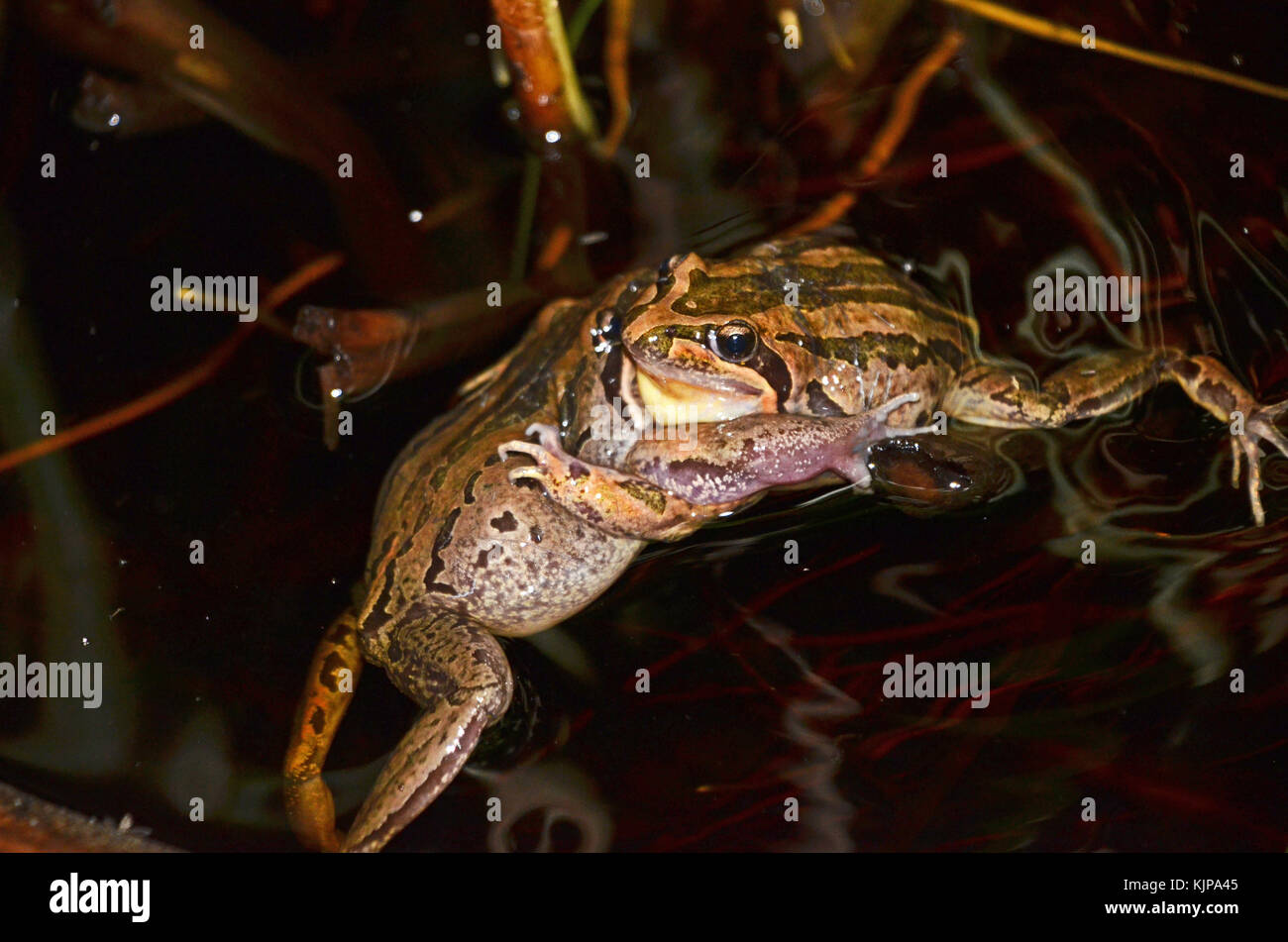 Male combat in two striped marsh frogs (Limnodynastes peronii), St Ives ...