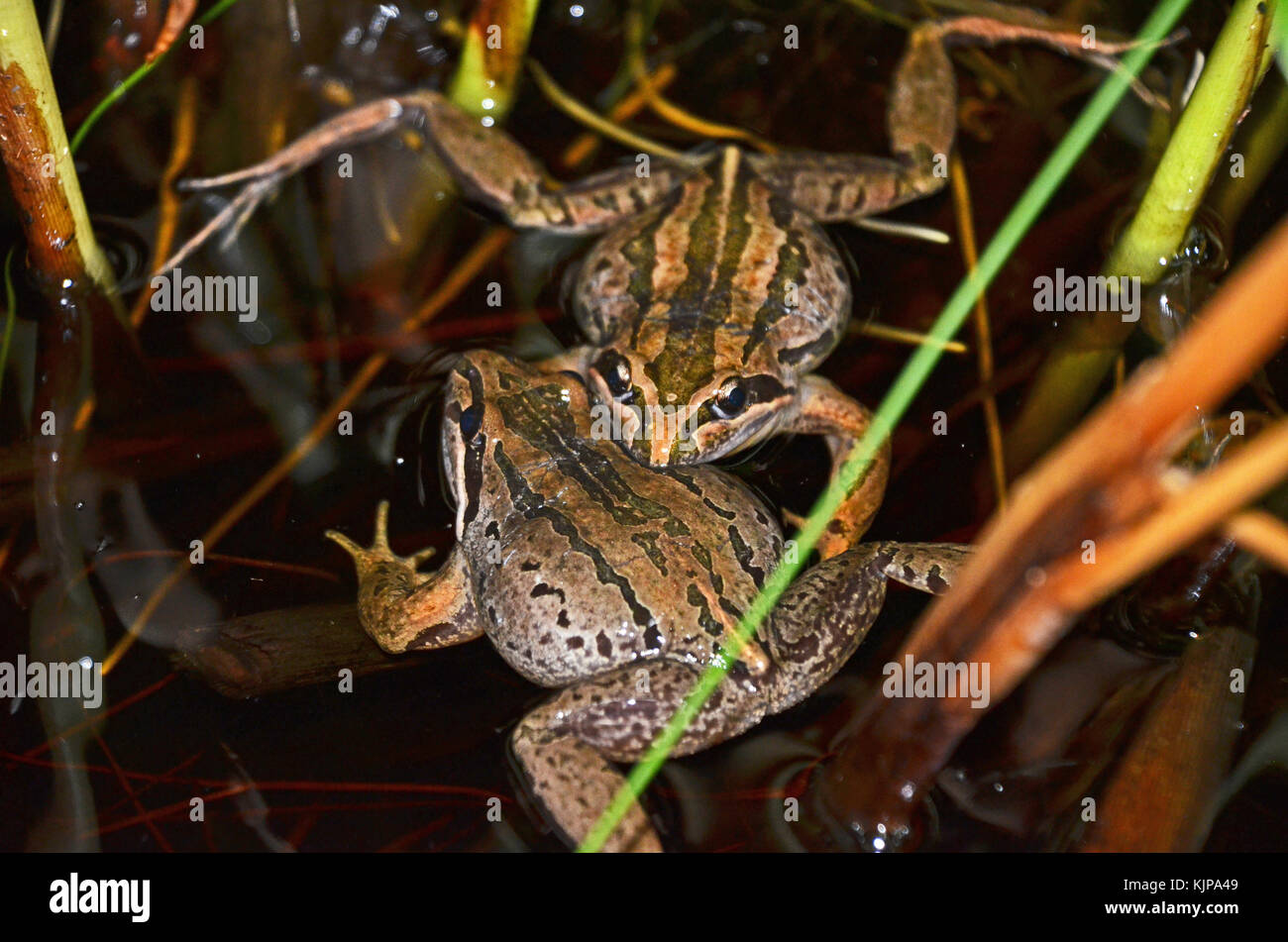 Male combat in two striped marsh frogs (Limnodynastes peronii), St Ives ...