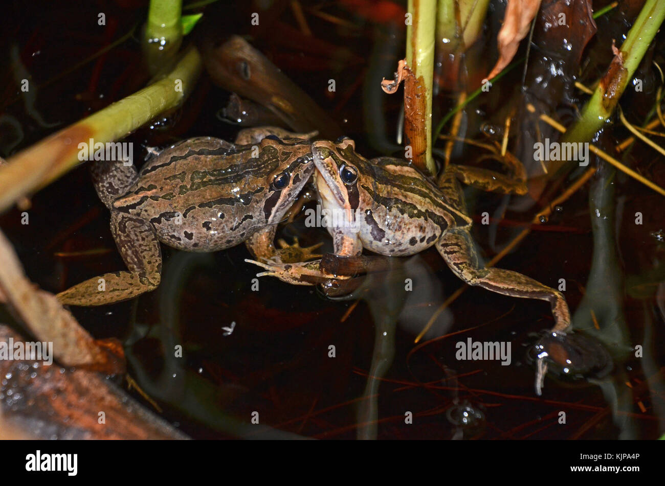 Male combat in two striped marsh frogs (Limnodynastes peronii), St Ives ...