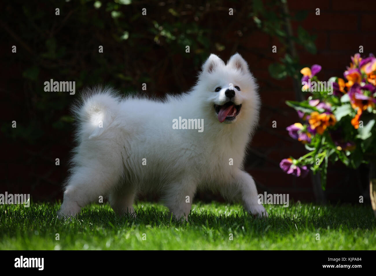 Samoyedskaya sabaka hi-res stock photography and images - Alamy