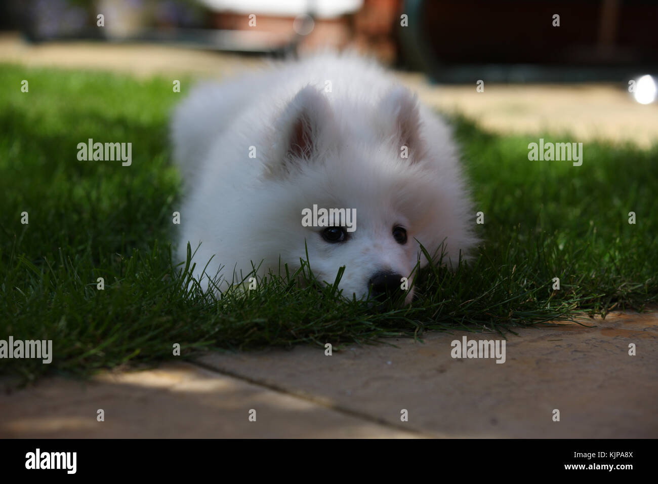 Samoyedskaya sabaka hi-res stock photography and images - Alamy
