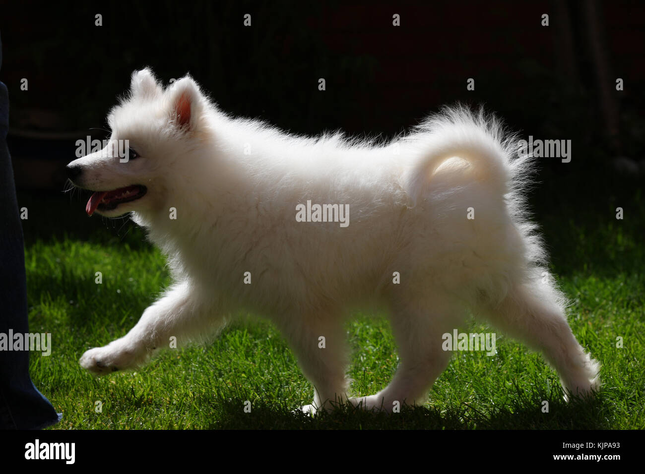 Samoyedskaya Sabaka High Resolution Stock Photography and Images - Alamy