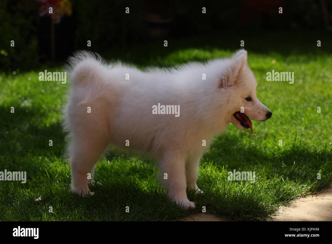 Grass shade hi-res stock photography and images - Alamy
