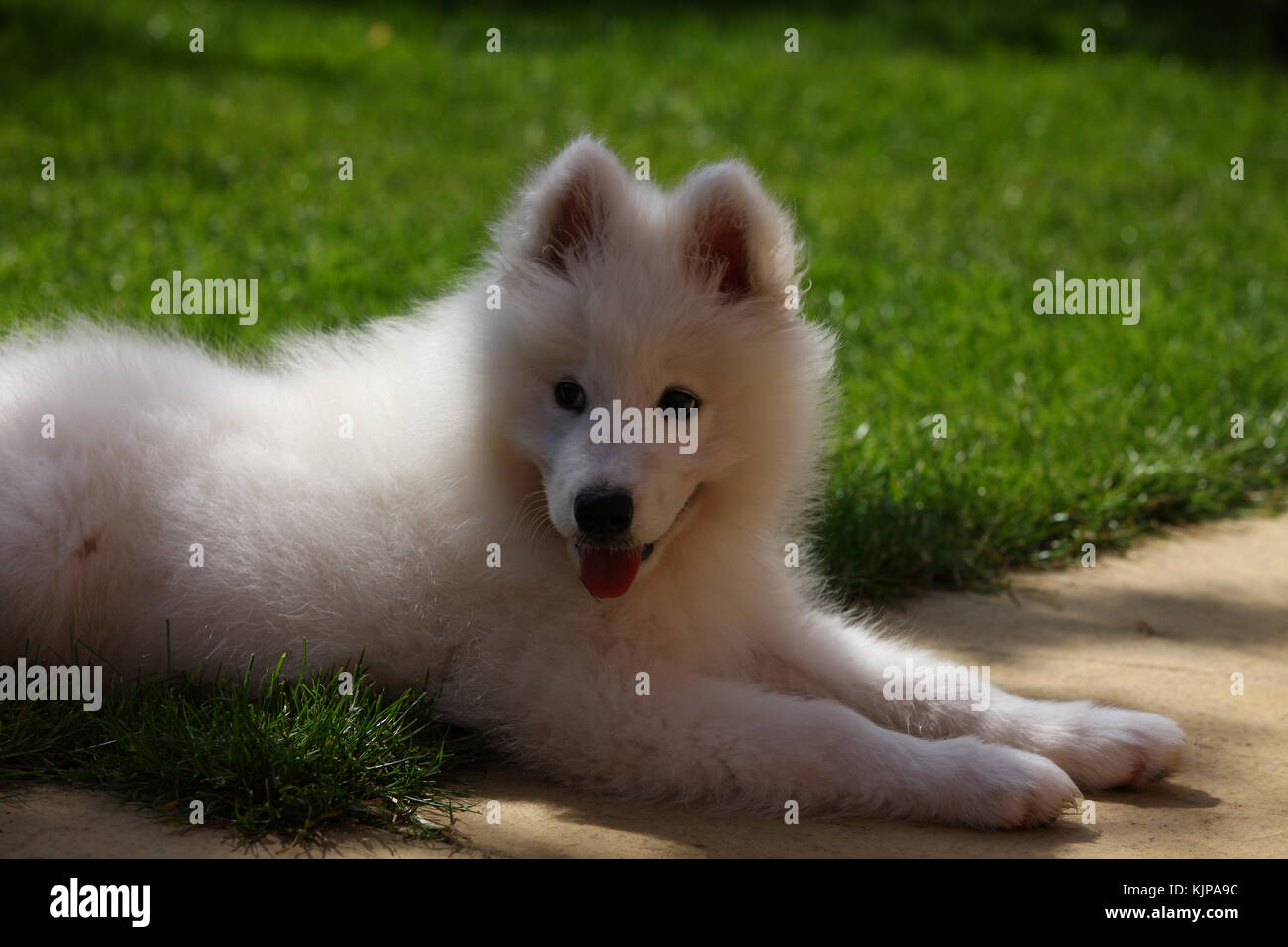 Samoyedskaya sabaka hi-res stock photography and images - Alamy