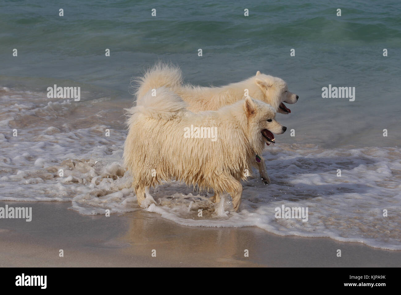 Samoyed Samoyedskaya Sabaka dogs walking together in the sea panting ...
