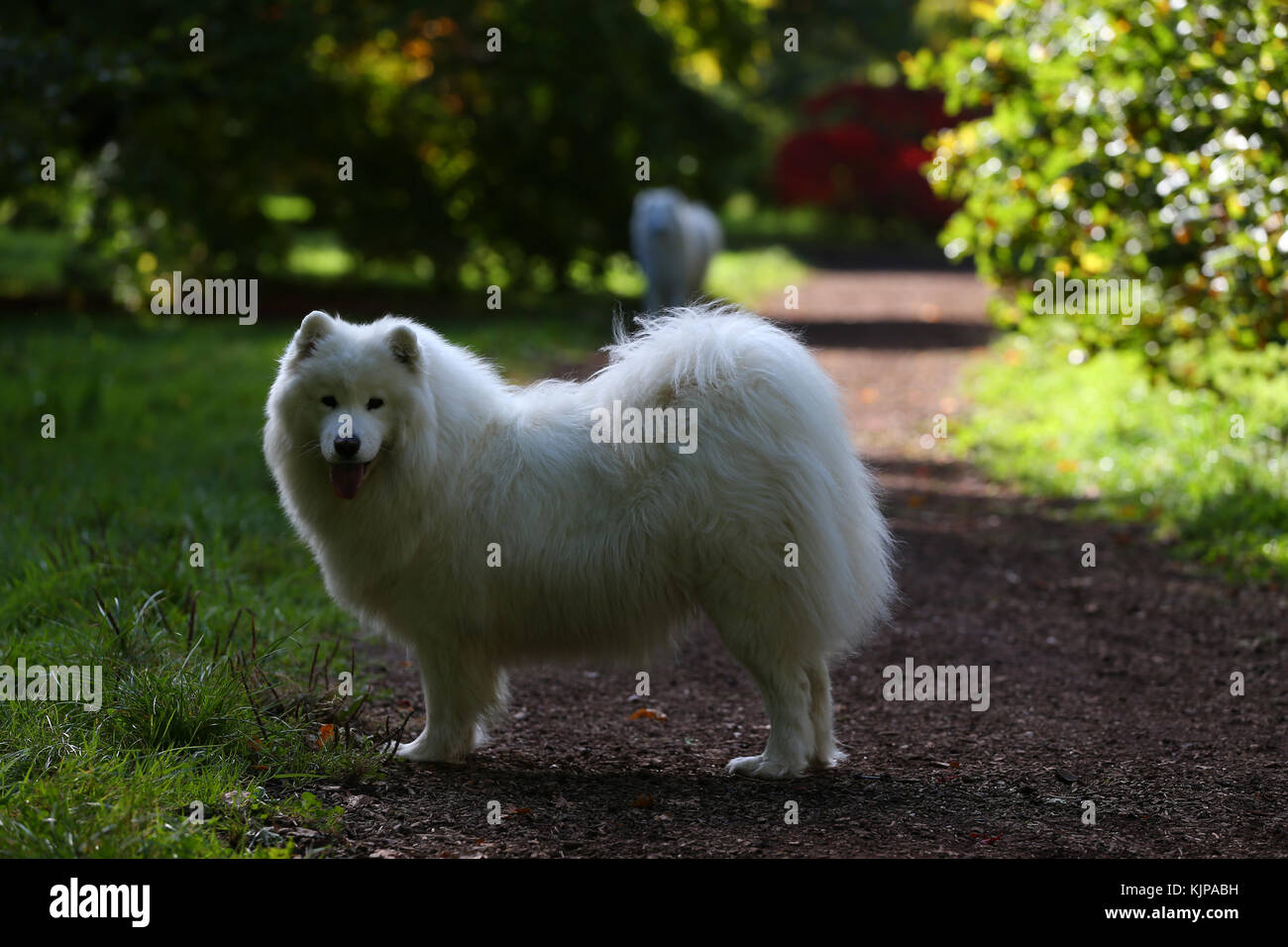 Samoyedskaya sabaka hi-res stock photography and images - Alamy