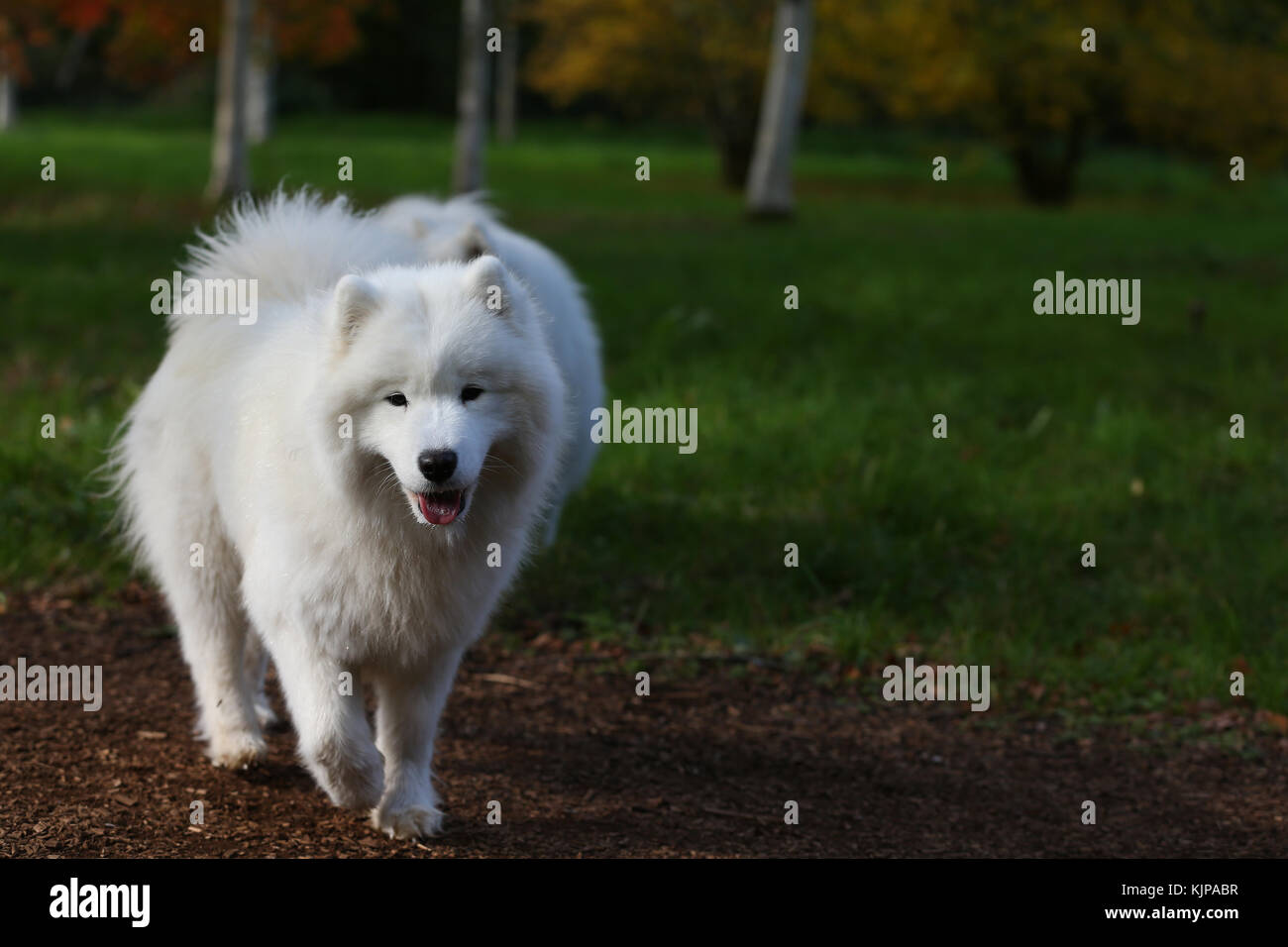 Samoyedskaya sabaka hi-res stock photography and images - Alamy