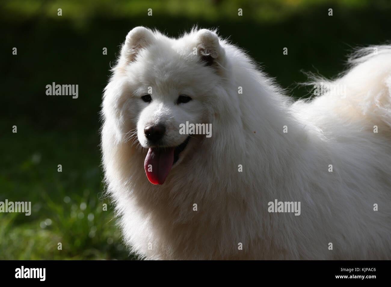 Samoyedskaya sabaka hi-res stock photography and images - Alamy