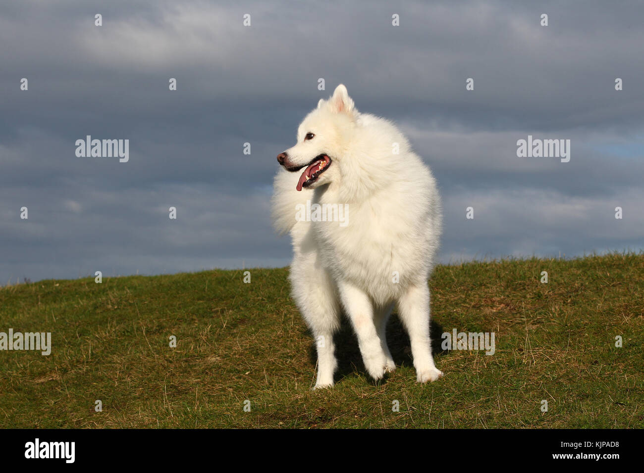 Samoyed side hi-res stock photography and images - Alamy