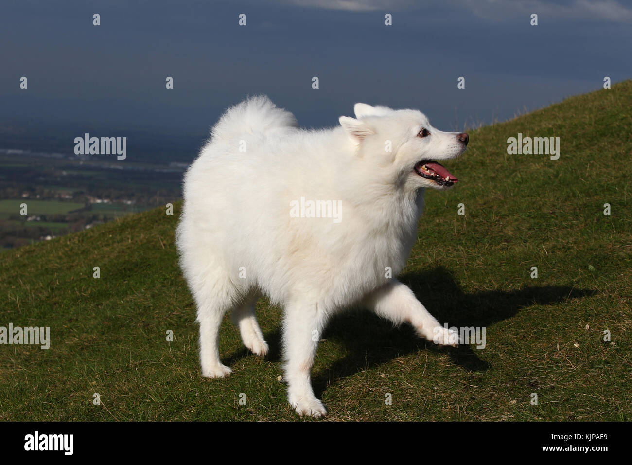 Walking the dog in the rain hi-res stock photography and images - Alamy