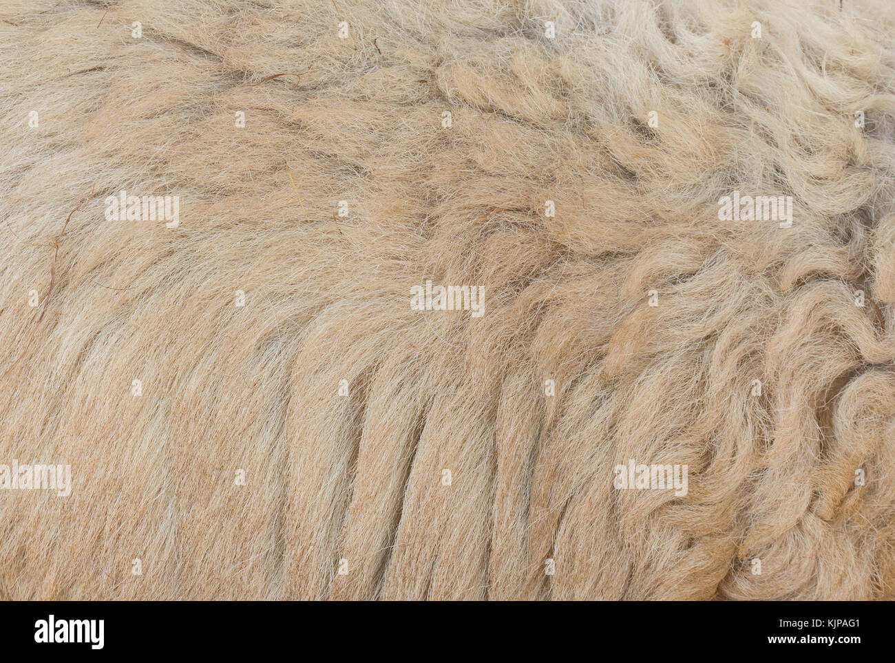 Sheep's wool is still on body. Pile of unprocessed high quality New ...
