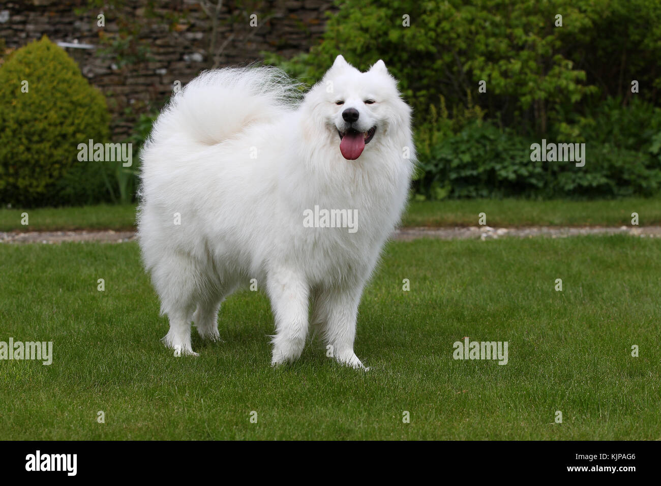Samoyedskaya sabaka hi-res stock photography and images - Alamy