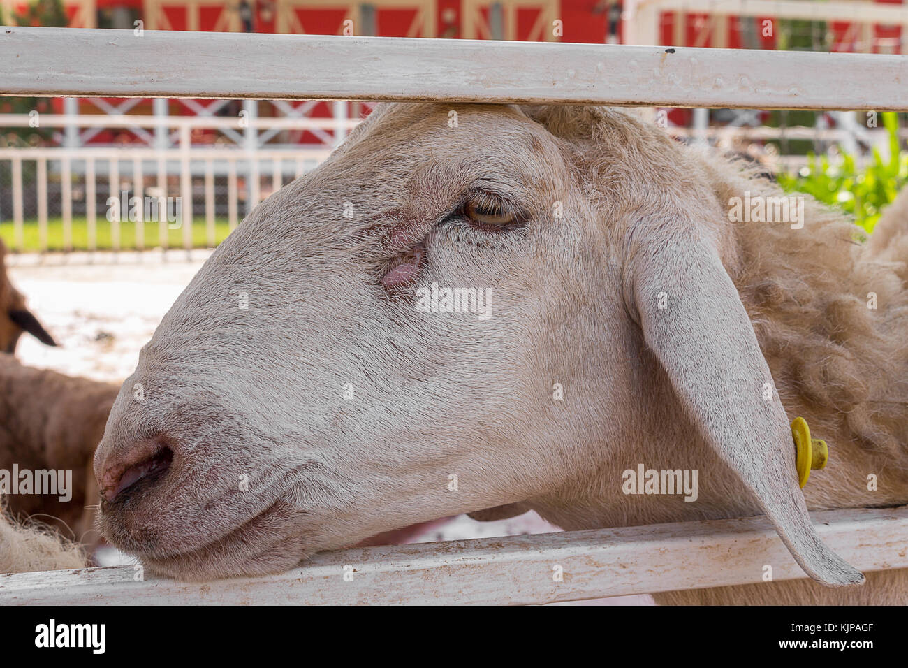Head stuck in fence hi-res stock photography and images - Alamy