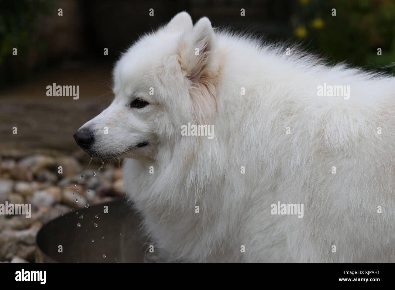 Samoyedskaya sabaka hi-res stock photography and images - Alamy
