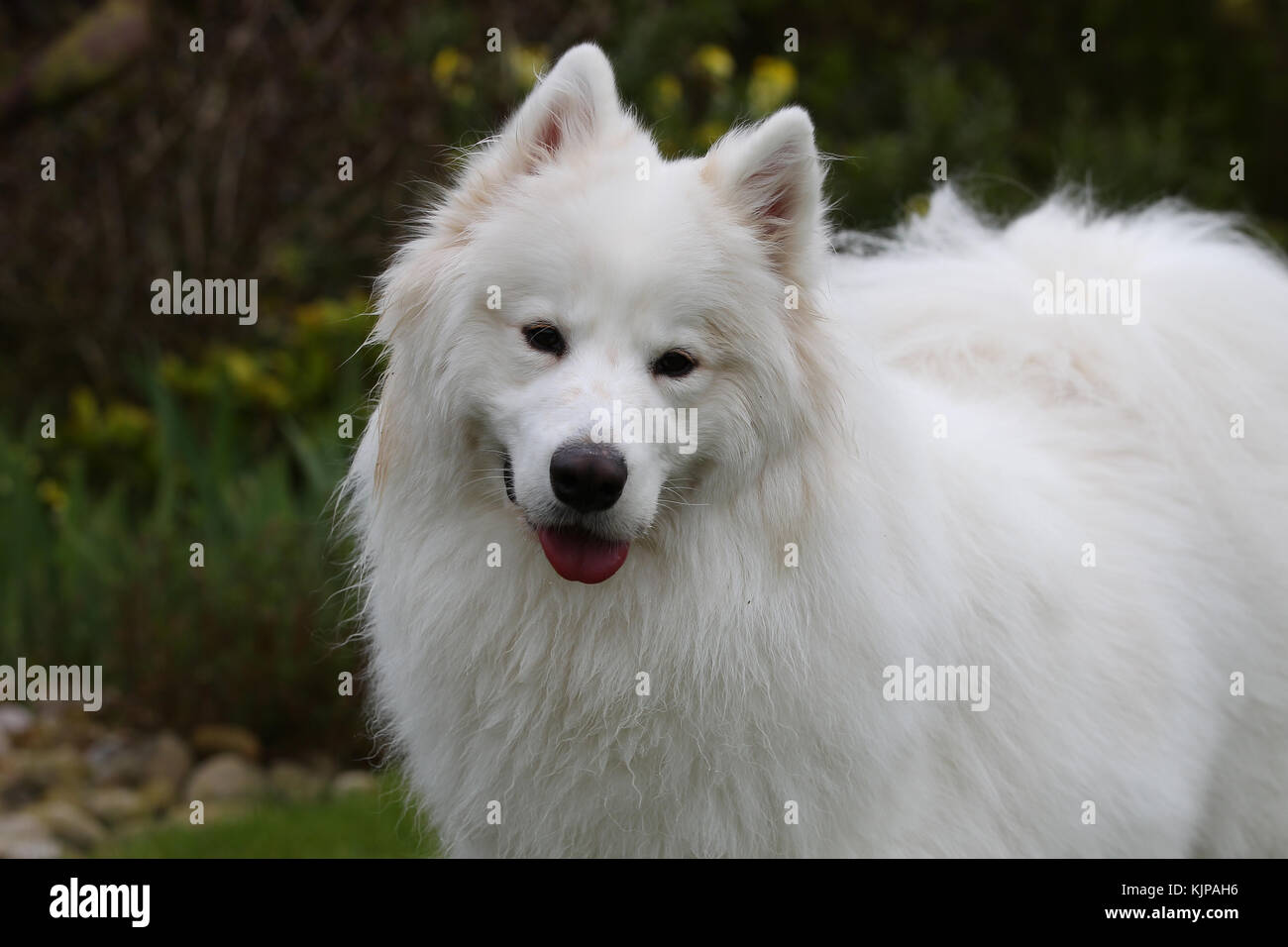 Samoyed close up hi-res stock photography and images - Alamy