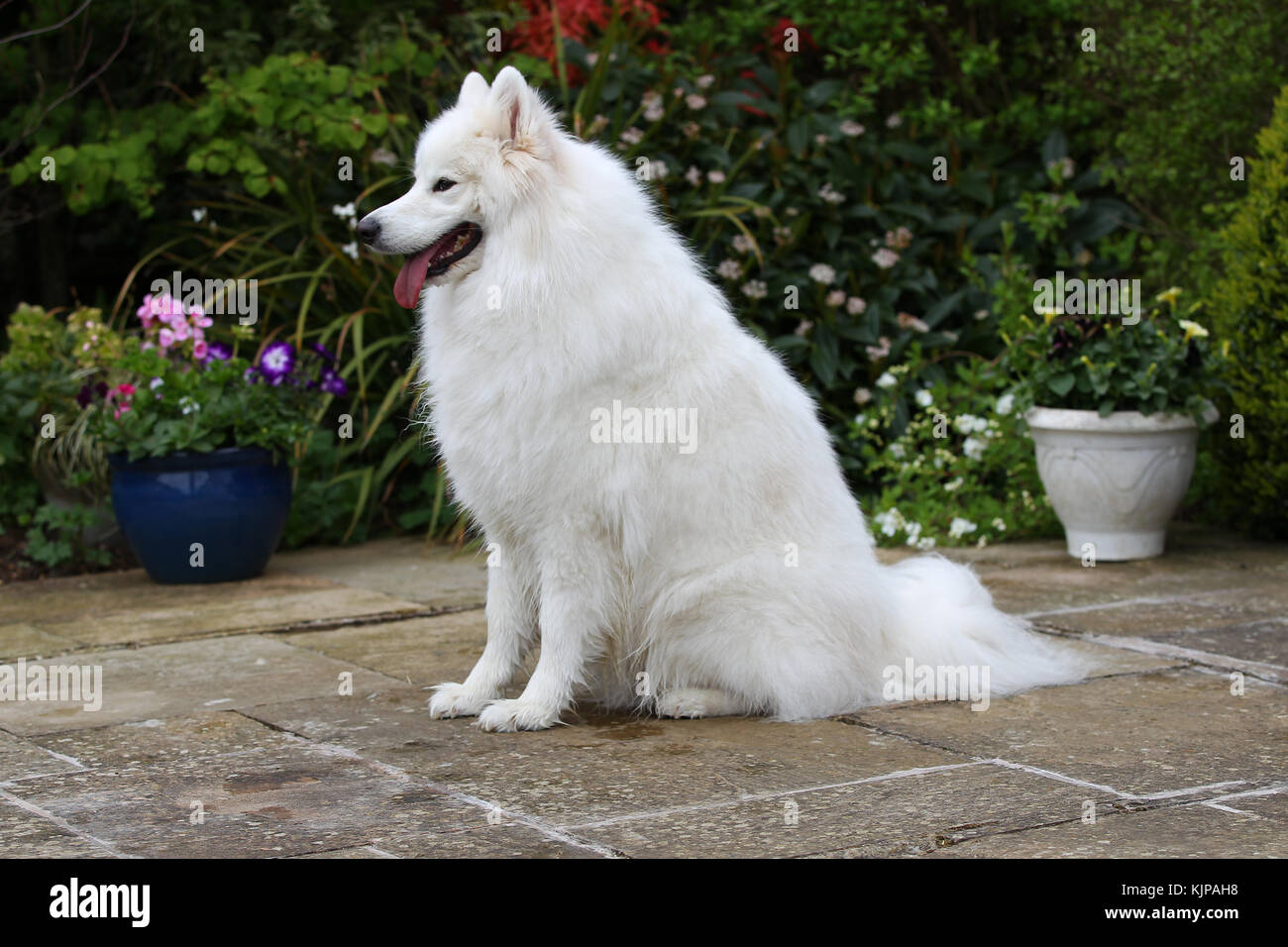 Samoyedskaya sabaka hi-res stock photography and images - Alamy