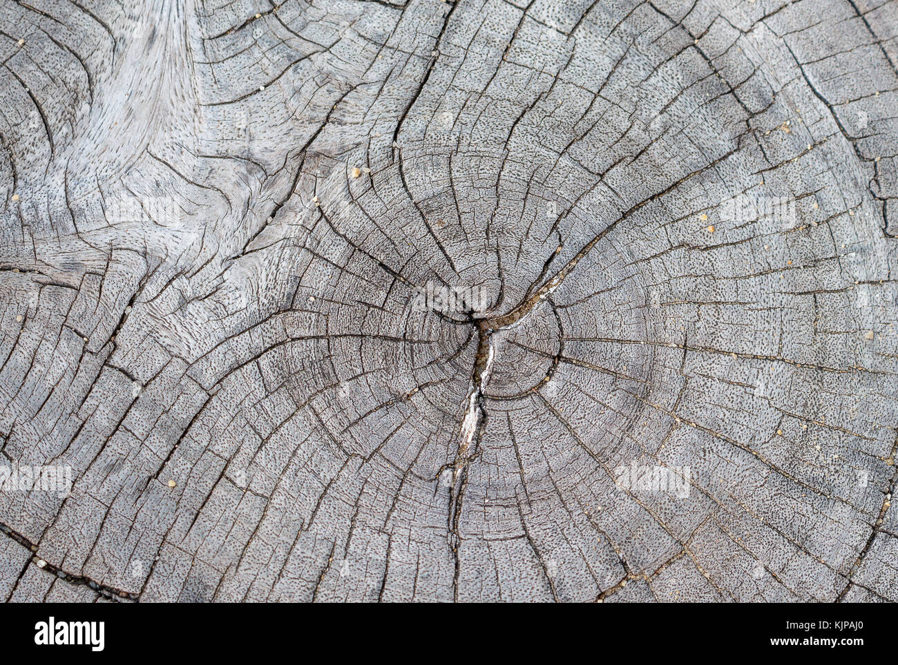 Cracked wood background, An old tree stump shows cracks and fractures ...