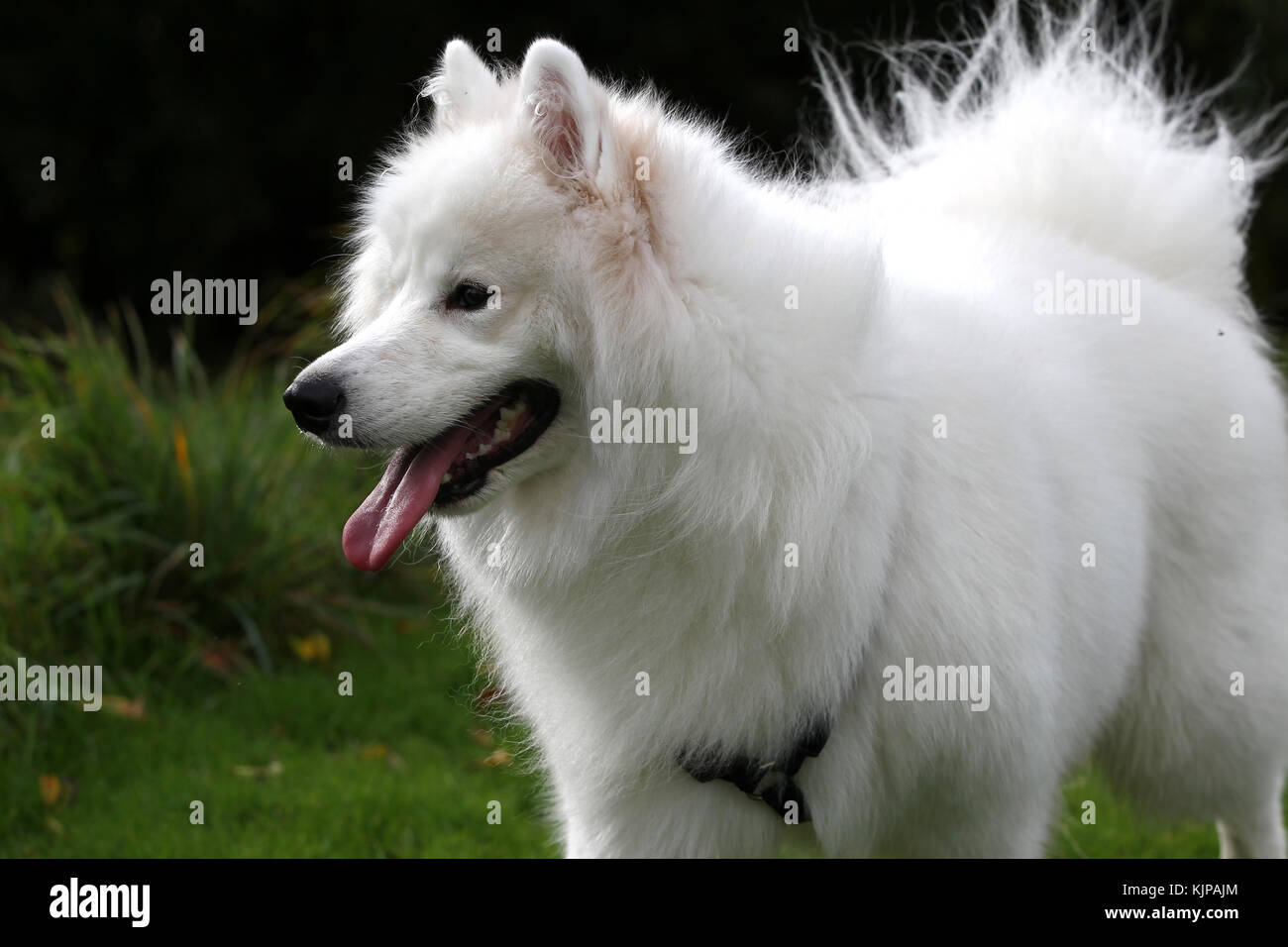 Samoyed close up hi-res stock photography and images - Alamy