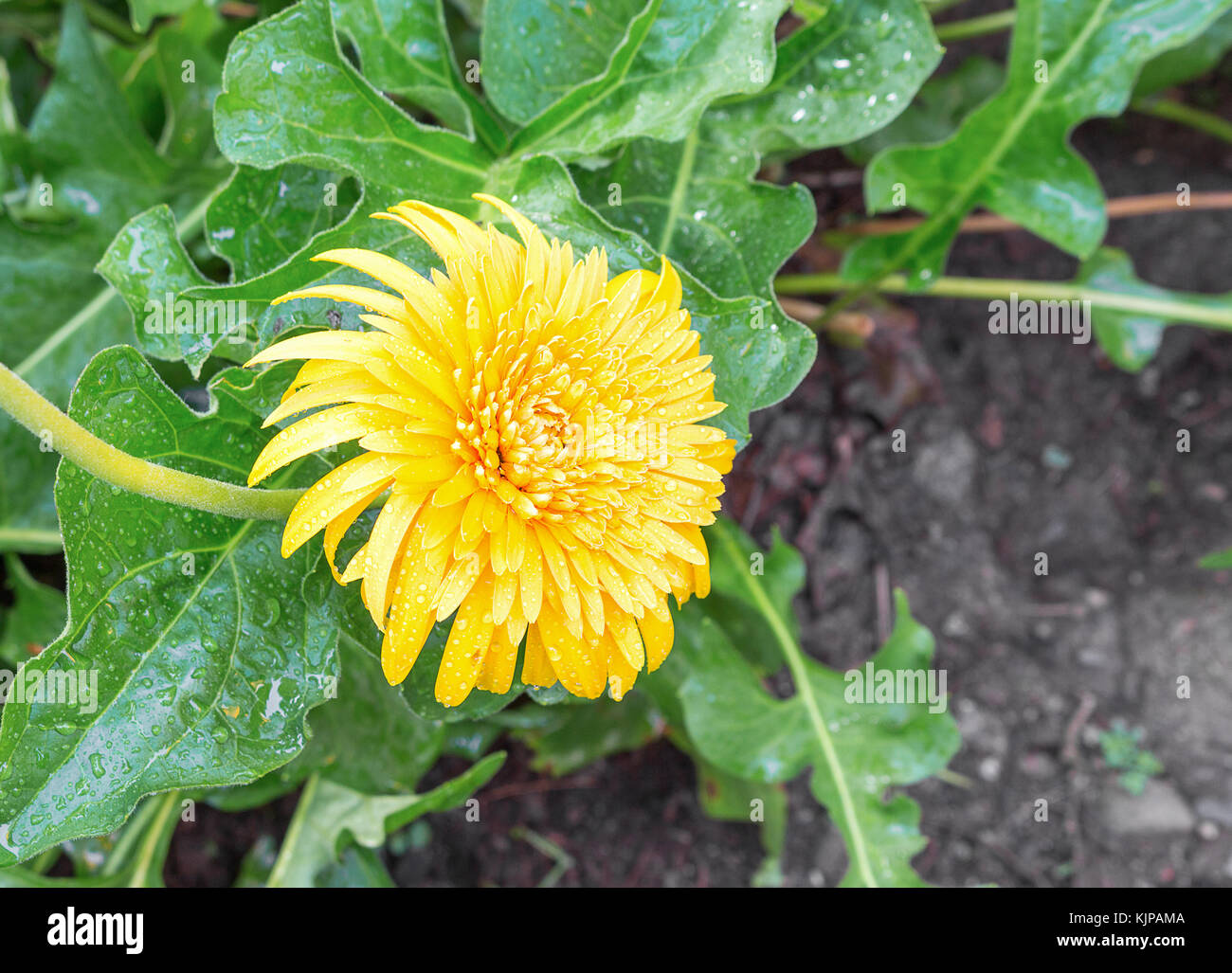 flower Gerbera of the Gerbera genus. Yellow with water drops in the ...