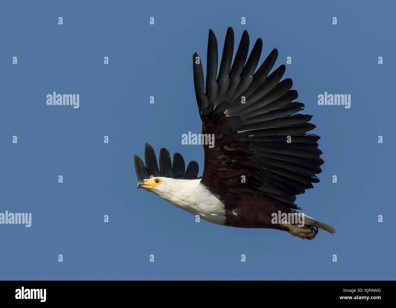 African Fish Eagle in Flight Stock Photo - Alamy