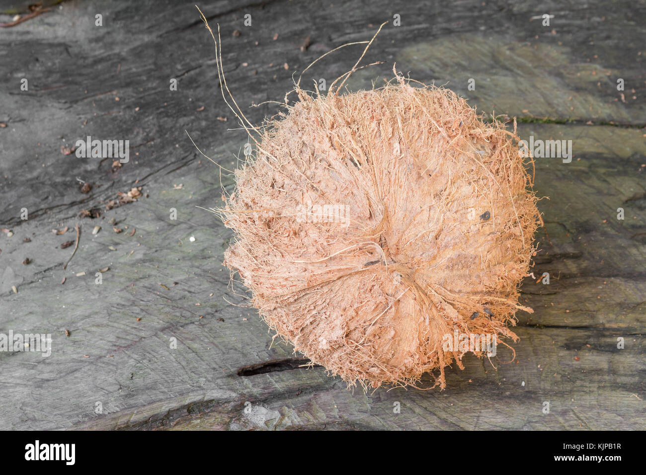 Coconut shuck , blur background Wood floor. (select focus Coconut Stock ...