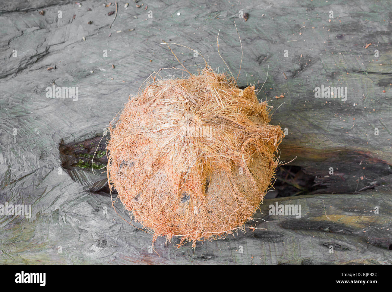 Coconut shuck and blur background Wood floor. (select focus Coconut ...
