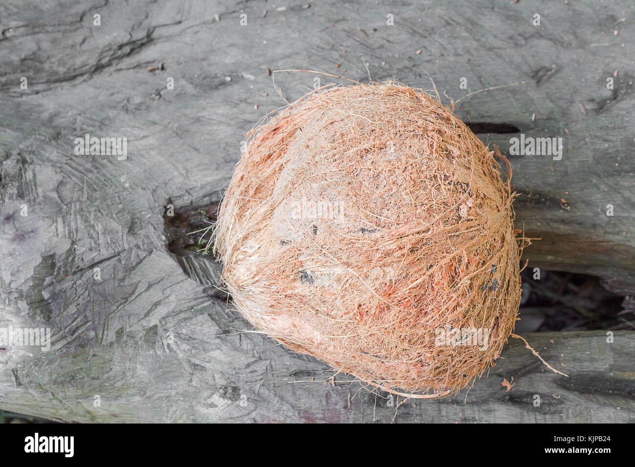 Top view Coconut shuck , blur background Wood floor. (select focus ...