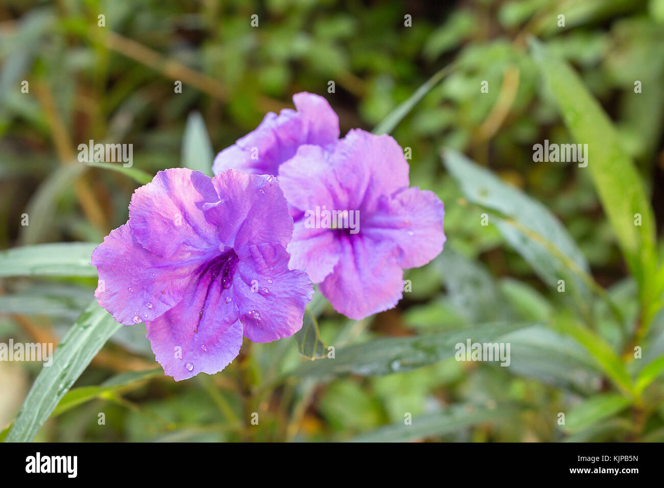 Ruellia flower Purple bloom in the morning. (Ruellia tuberosa Linn ...