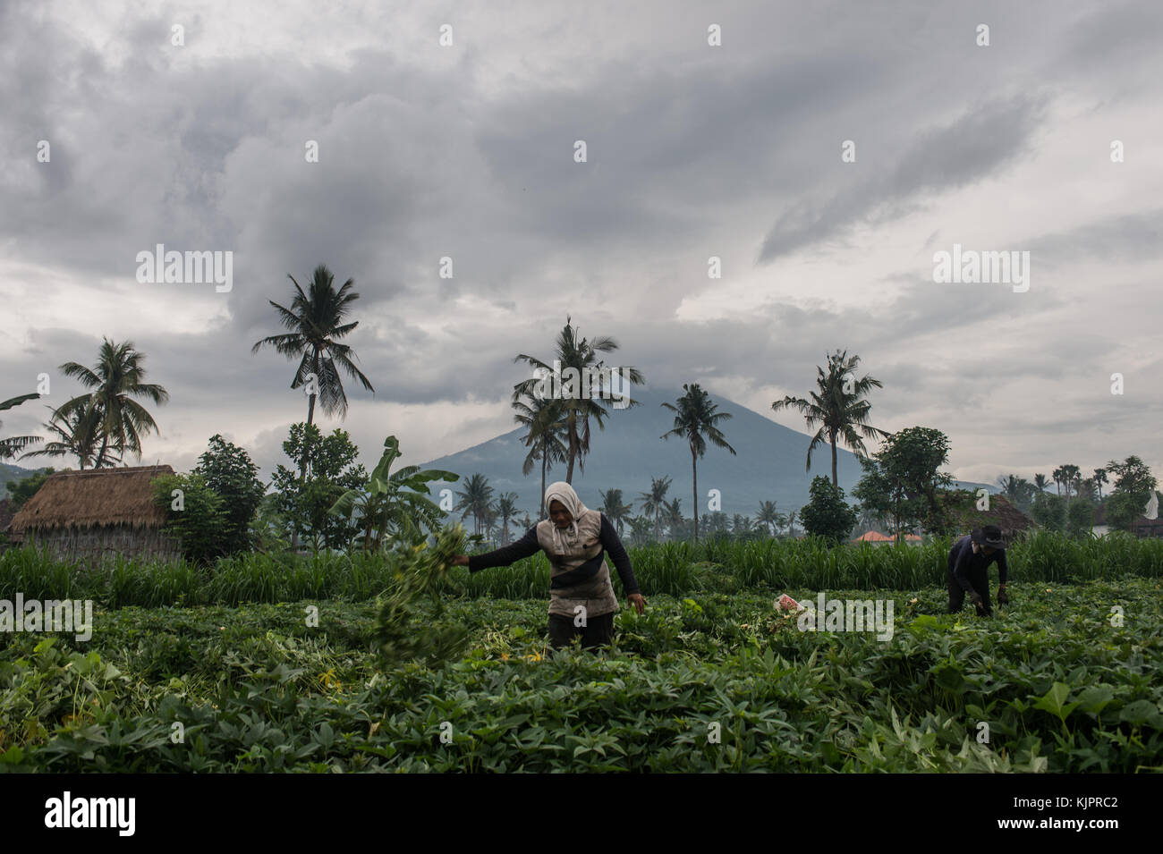 Bali, Indonesia. 30th Nov, 2017. Local people work in their farm while ...