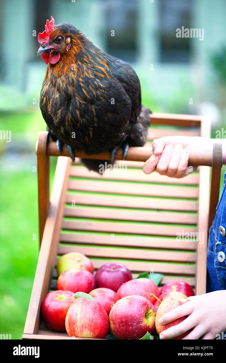 Maran rooster hi-res stock photography and images - Alamy