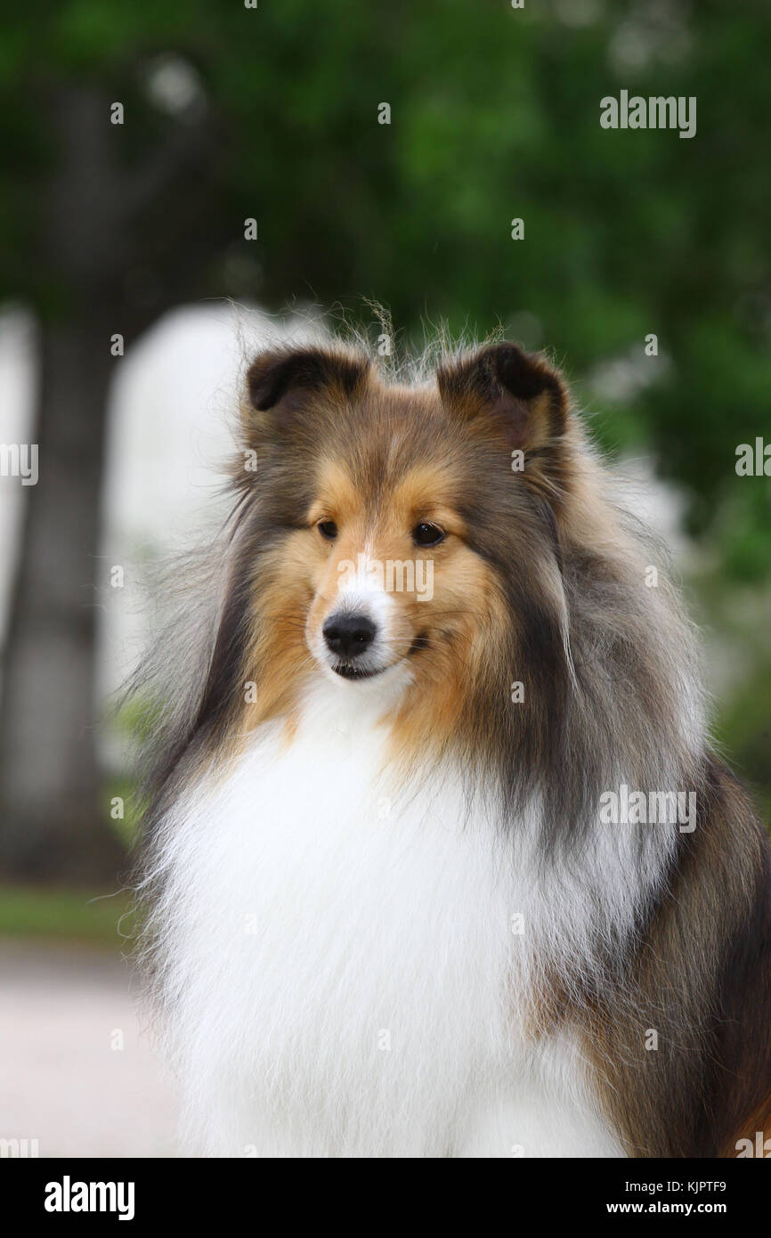 Shetland sheepdog hi-res stock photography and images - Alamy