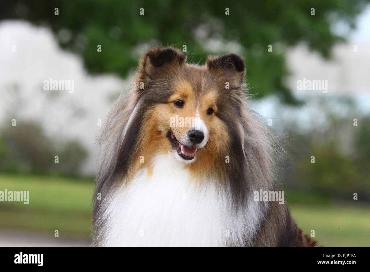 Shetland sheepdog sheltie hi-res stock photography and images - Alamy