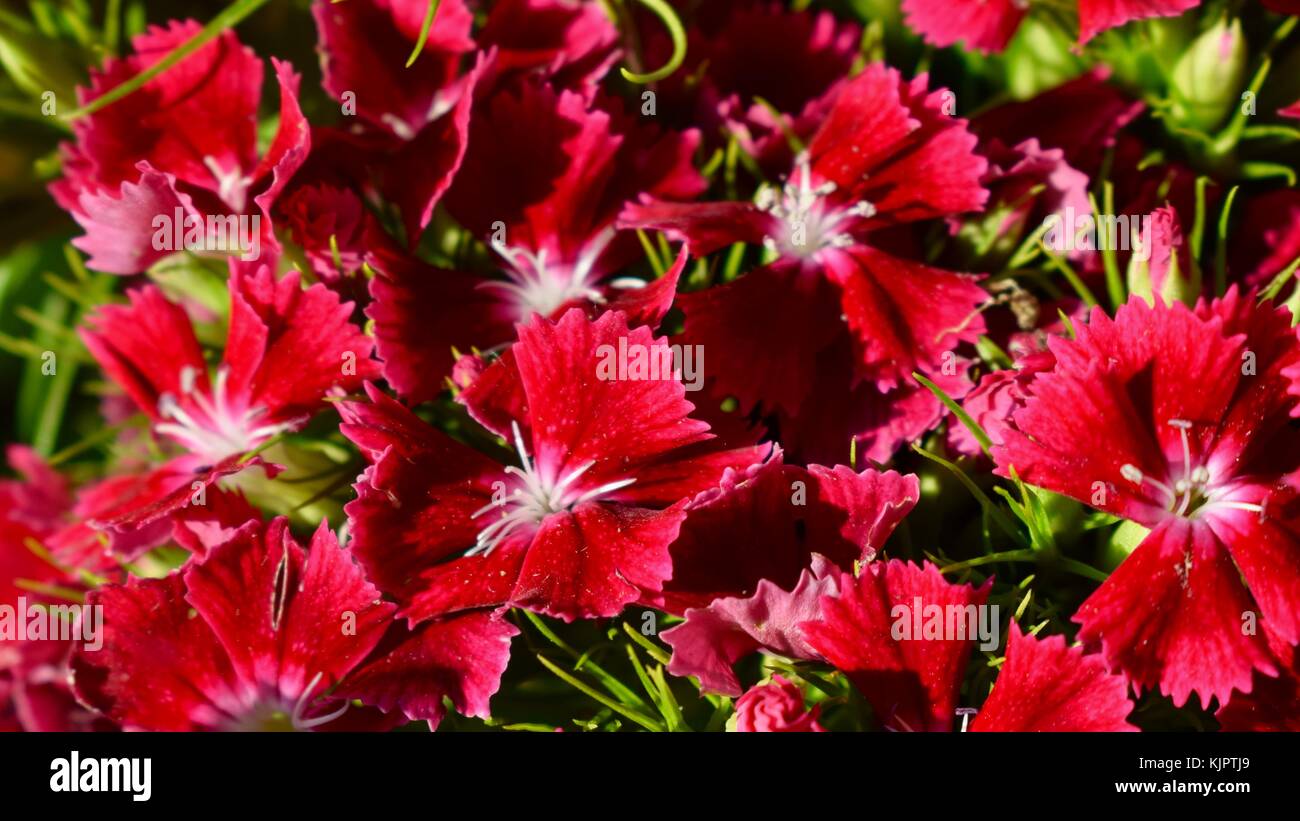 Pretty red white sweet williams hi-res stock photography and images - Alamy