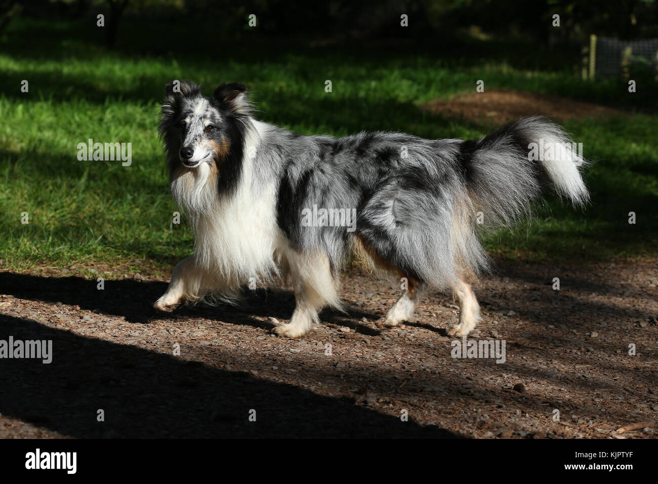 Shadows grass hi-res stock photography and images - Alamy