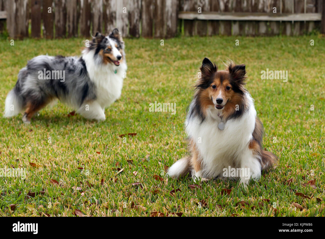 Sheepdog sitting hi-res stock photography and images - Alamy
