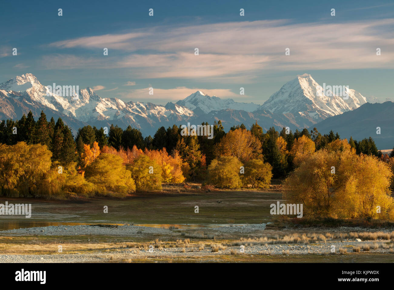 Mount Cook rising above the autumn colours of the willows on the banks ...