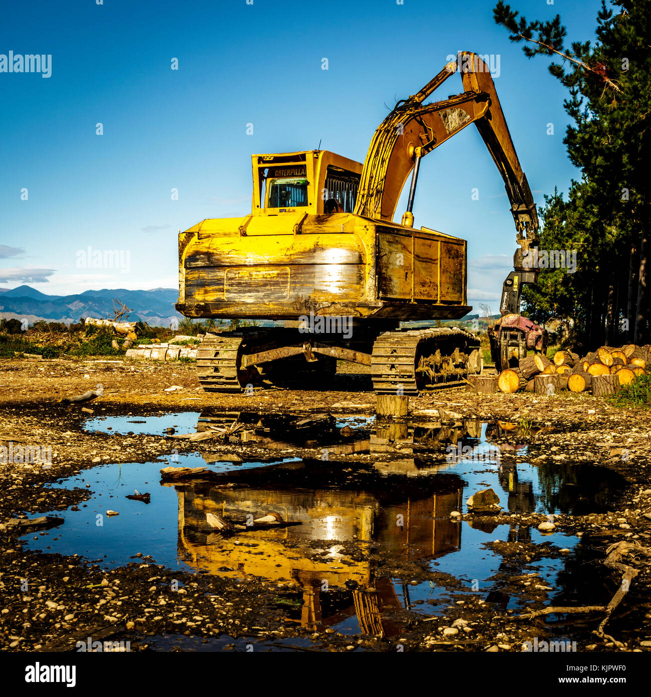 Digger Pine High Resolution Stock Photography and Images - Alamy