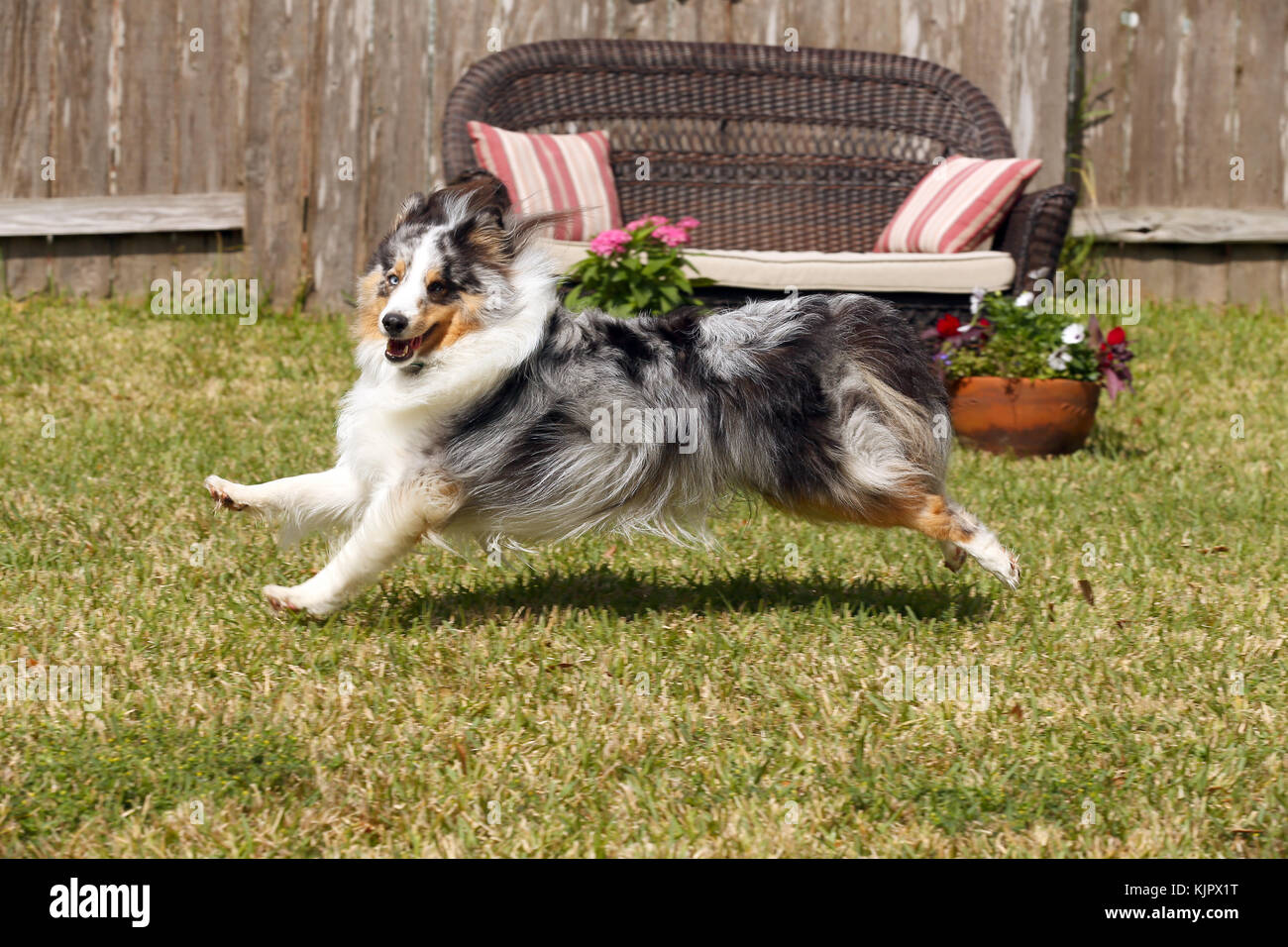Leaping looking at camera hi-res stock photography and images - Alamy