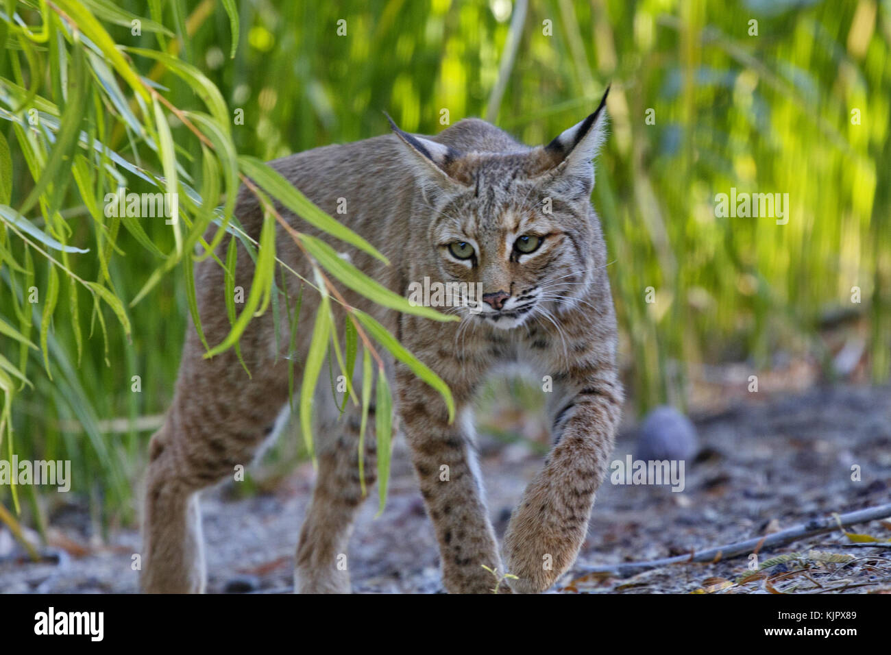 Graceful bobcat moves with predator’s calm stealth at Sweetwater ...