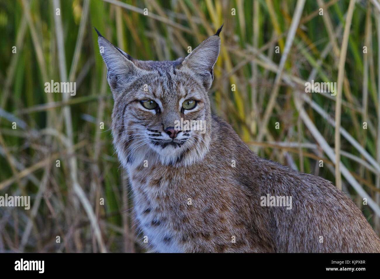 Bobcat with regal look against autumn reeds at Sweetwater Wetlands in ...
