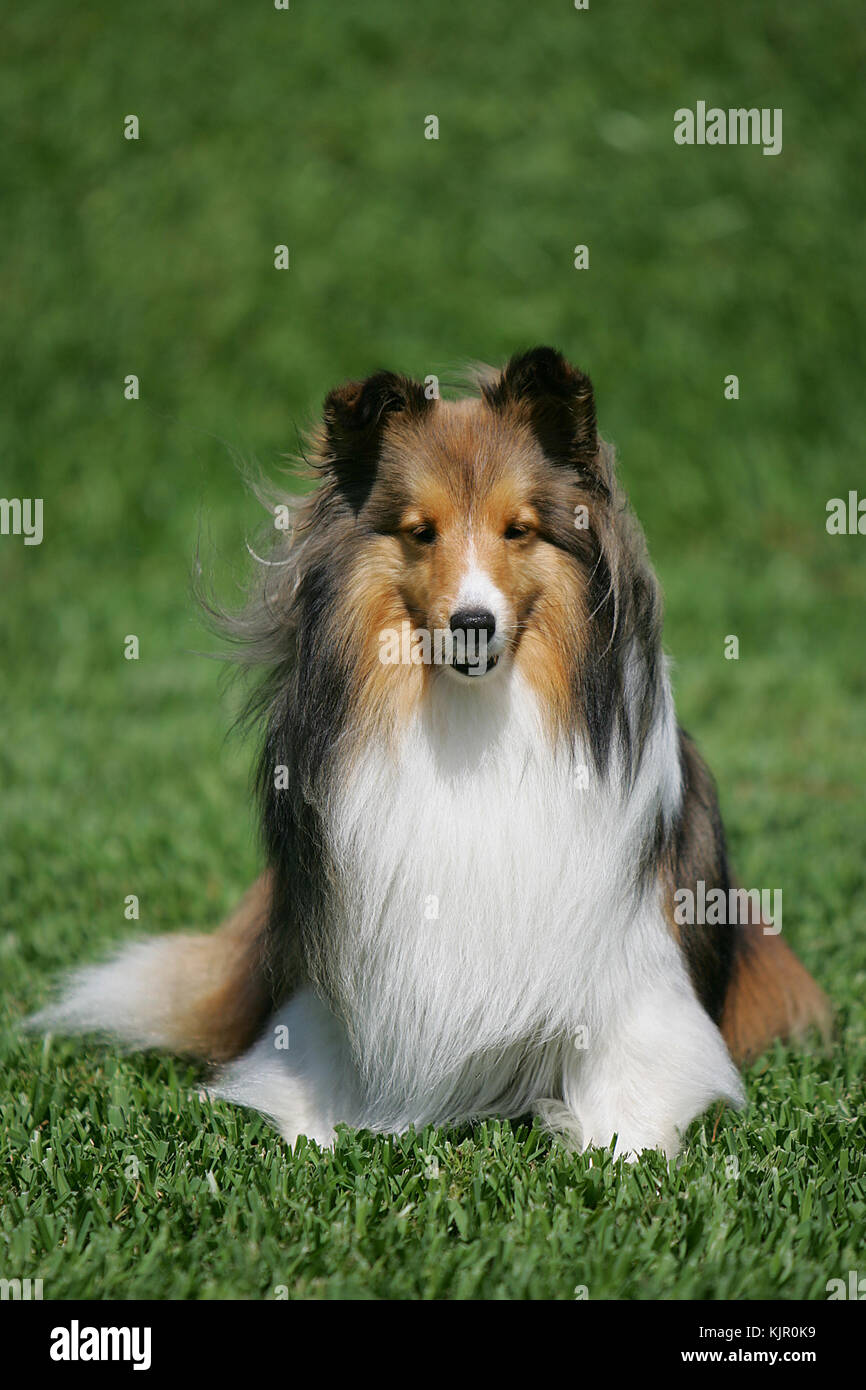 Are Sheltie Sheepdogs Nuts