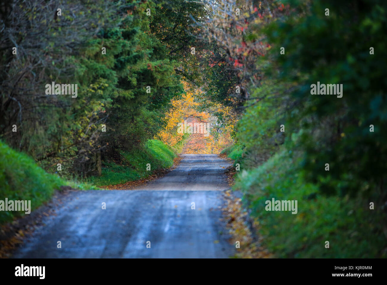Travelling down a tree lined road in fall Stock Photo - Alamy