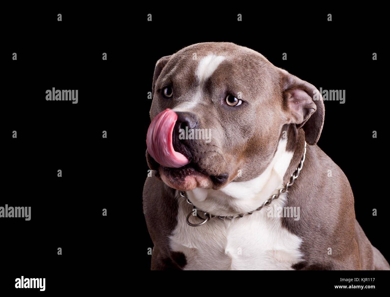 American bully hi-res stock photography and images - Alamy