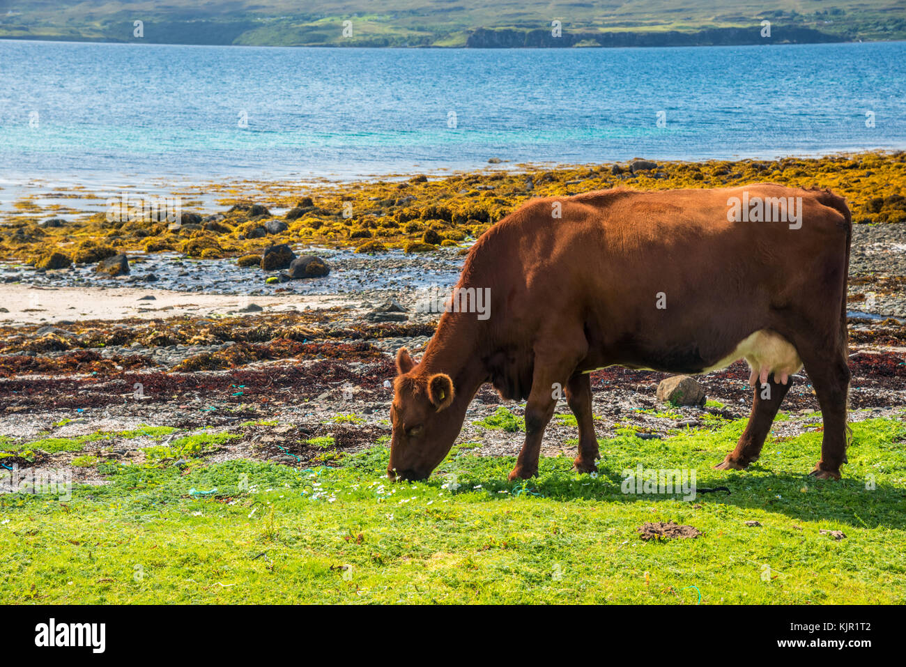 Red cow free range in the farm land countryside, of the Isle of Skye in ...