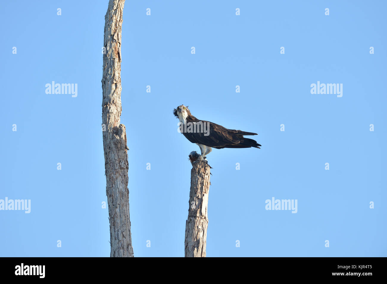WESTIN, FL - DECEMBER 21: Christmas in the everglades. Airboat tour in ...