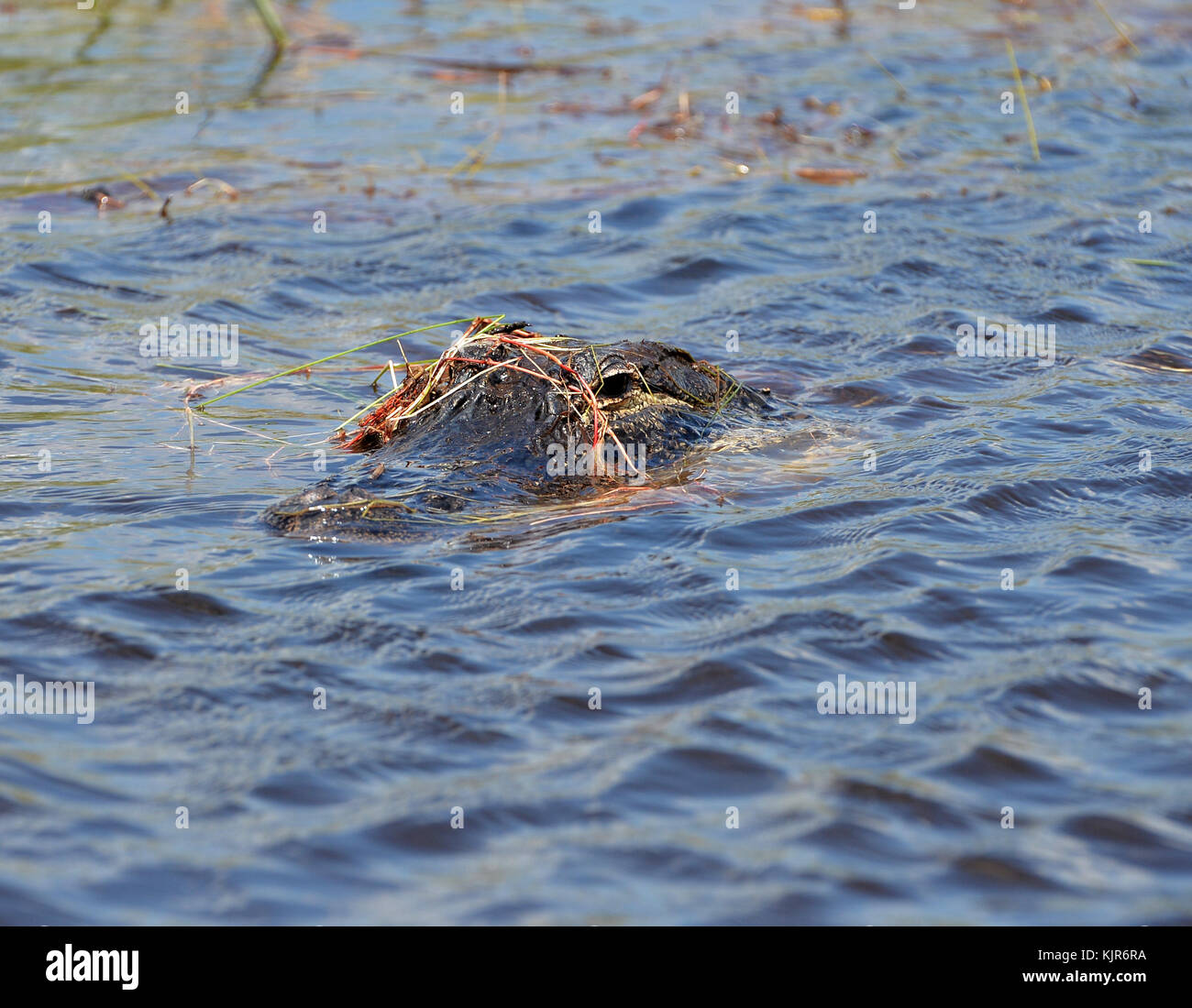 WESTIN, FL - JUNE 03: Florida Alligators Still a major attraction in ...