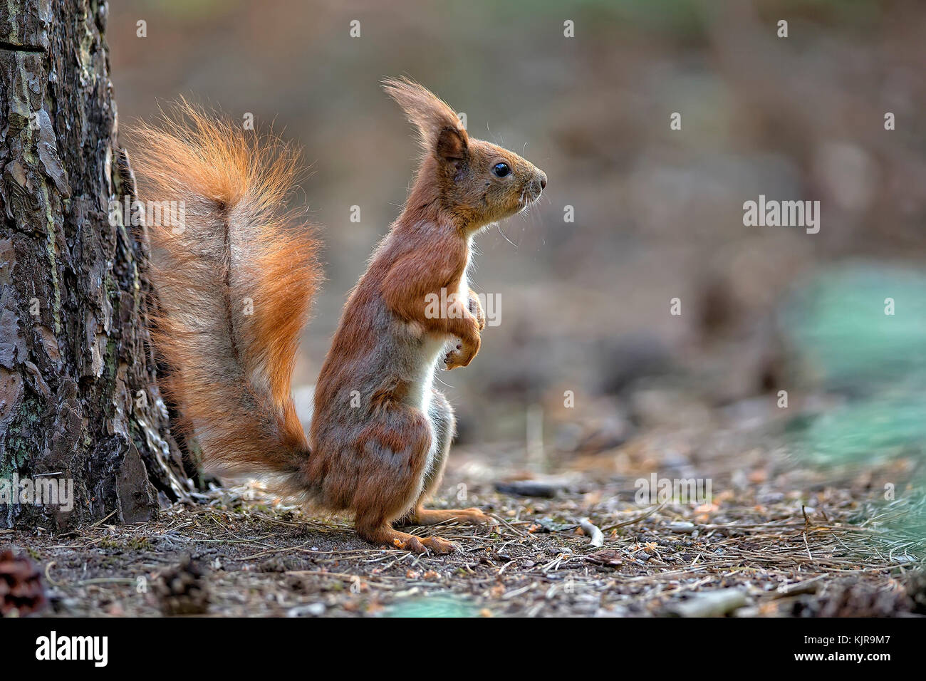Red squirrel in the forest Stock Photo - Alamy