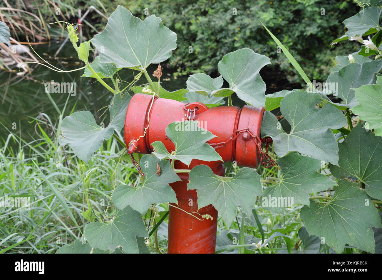 red fire hydrant cover by weed Stock Photo - Alamy