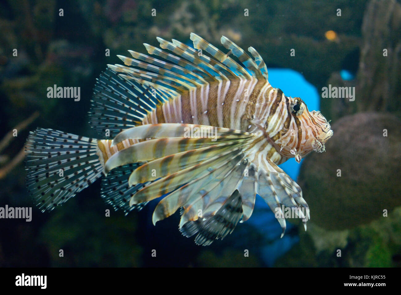 Fish underwater tropical lionfish hi-res stock photography and images ...